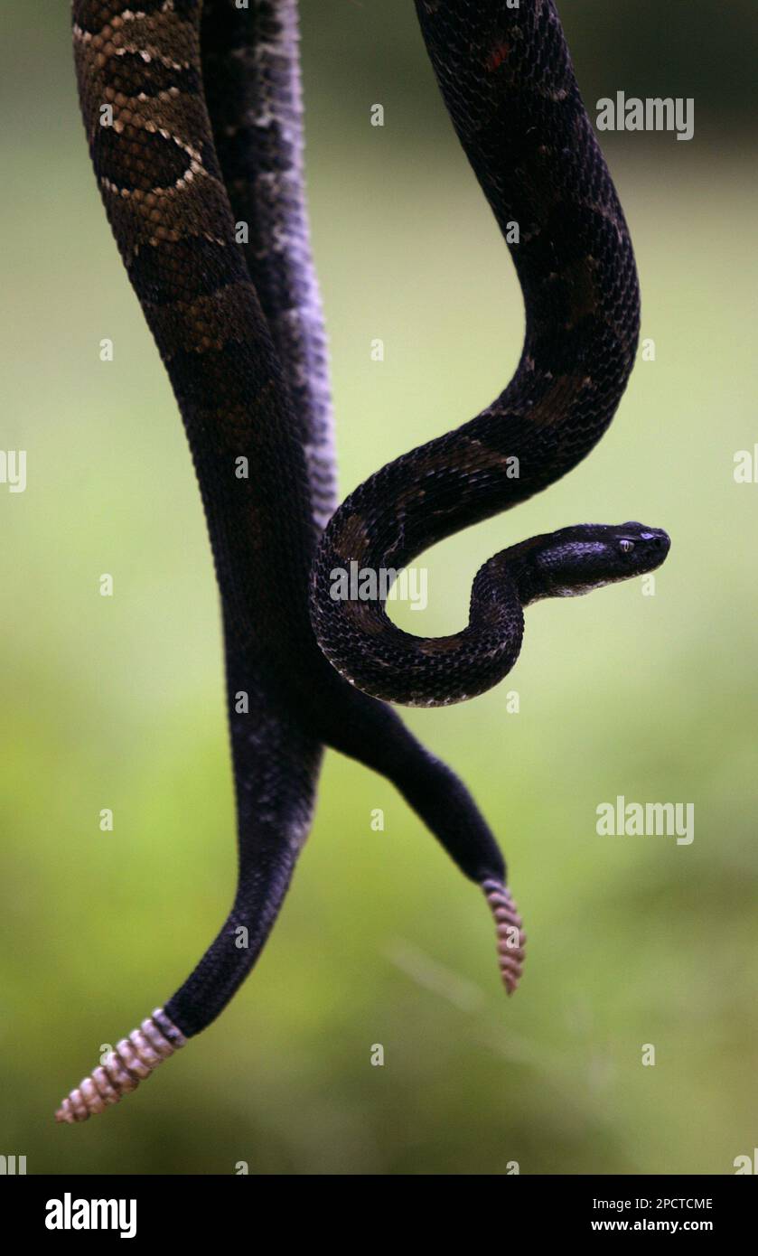 ** ADVANCE FOR SUNDAY JULY 16 ** A yellow phase timber rattlesnake ...