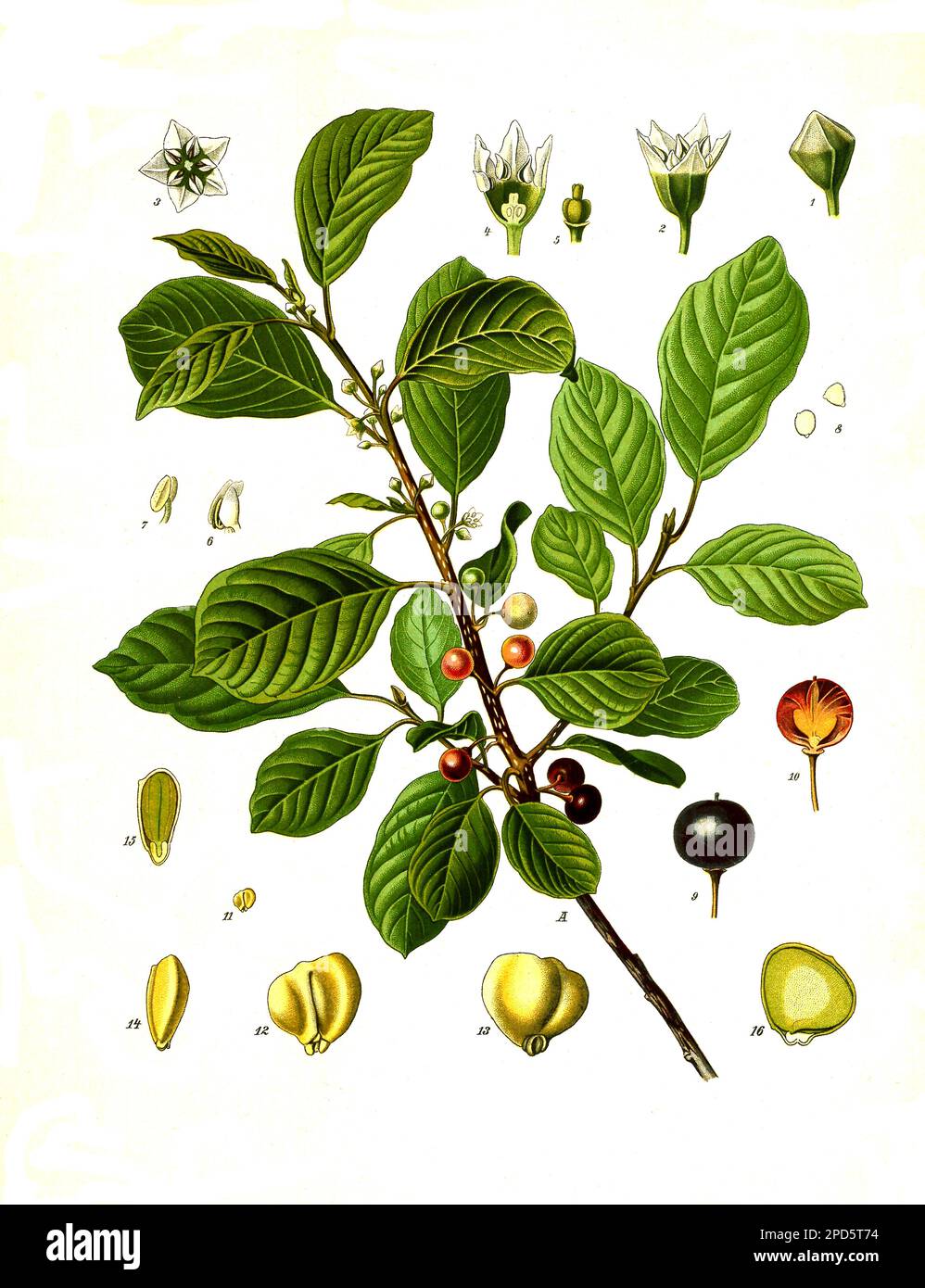 Faulbaum oder echter faulbaum immagini e fotografie stock ad alta ...