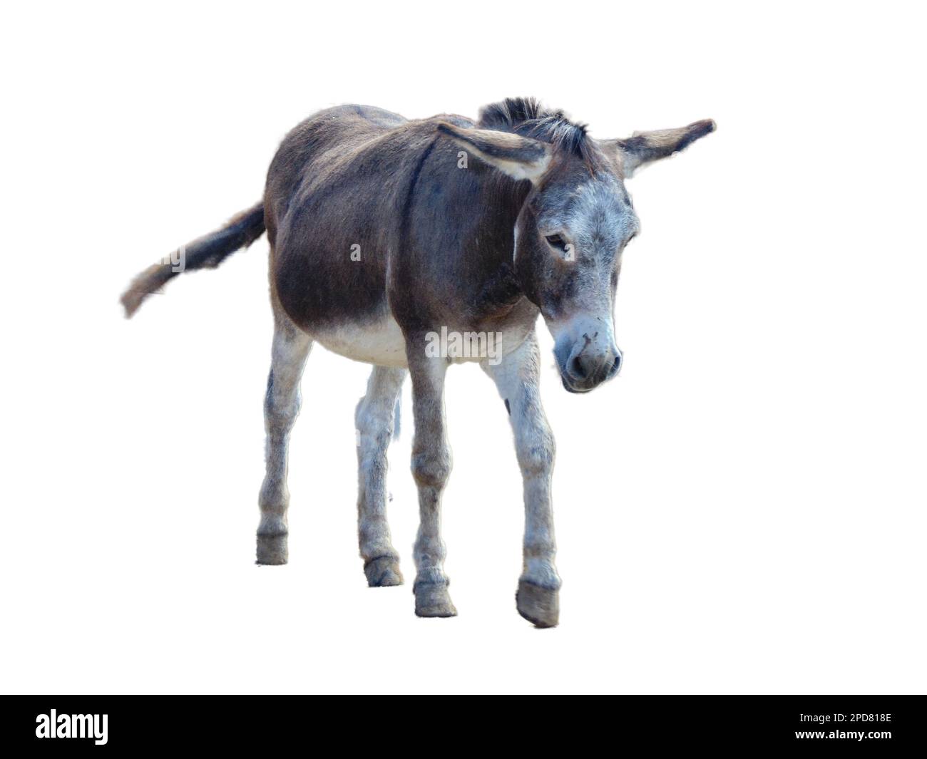 Testa di asino Immagini senza sfondo e Foto Stock ritagliate - Alamy