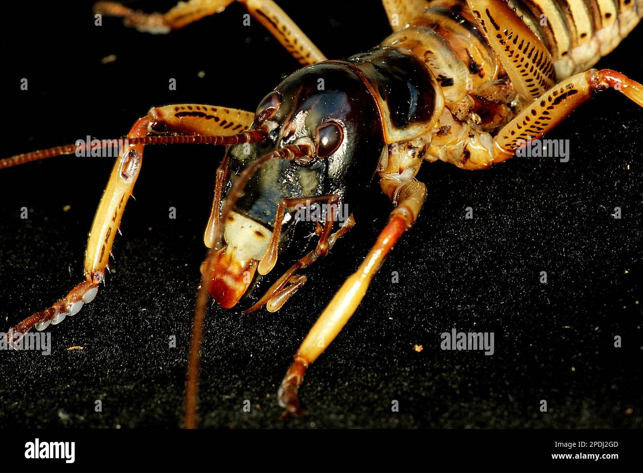 Weta gigante immagini e fotografie stock ad alta risoluzione - Alamy
