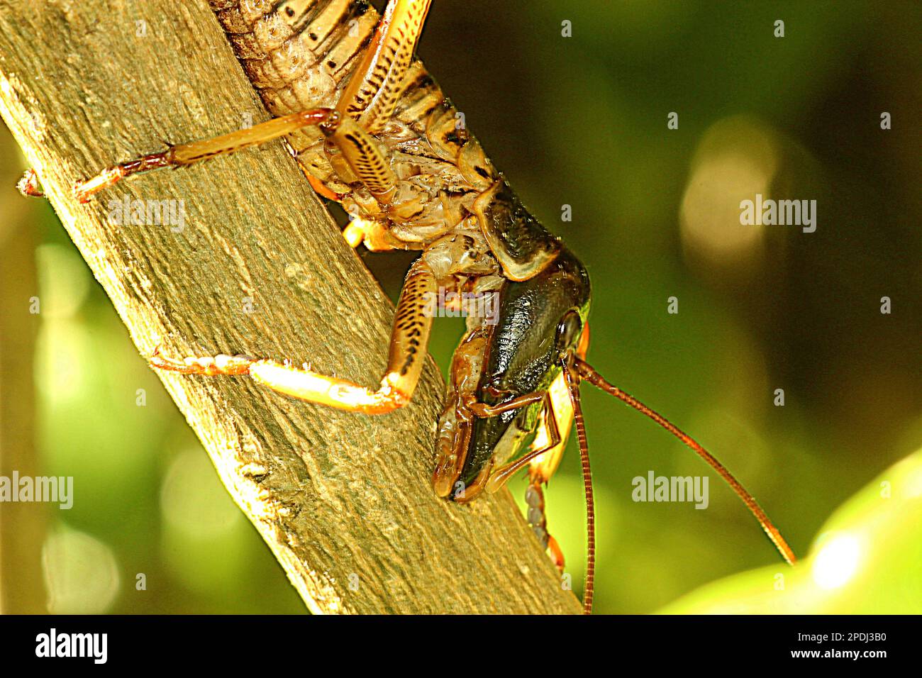 Weta gigante immagini e fotografie stock ad alta risoluzione - Alamy