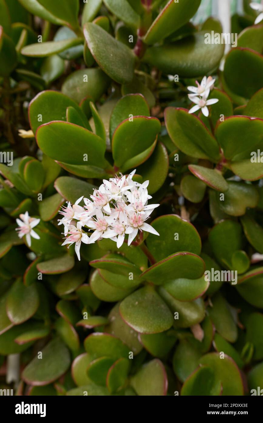 Growing crassula ovata immagini e fotografie stock ad alta risoluzione ...
