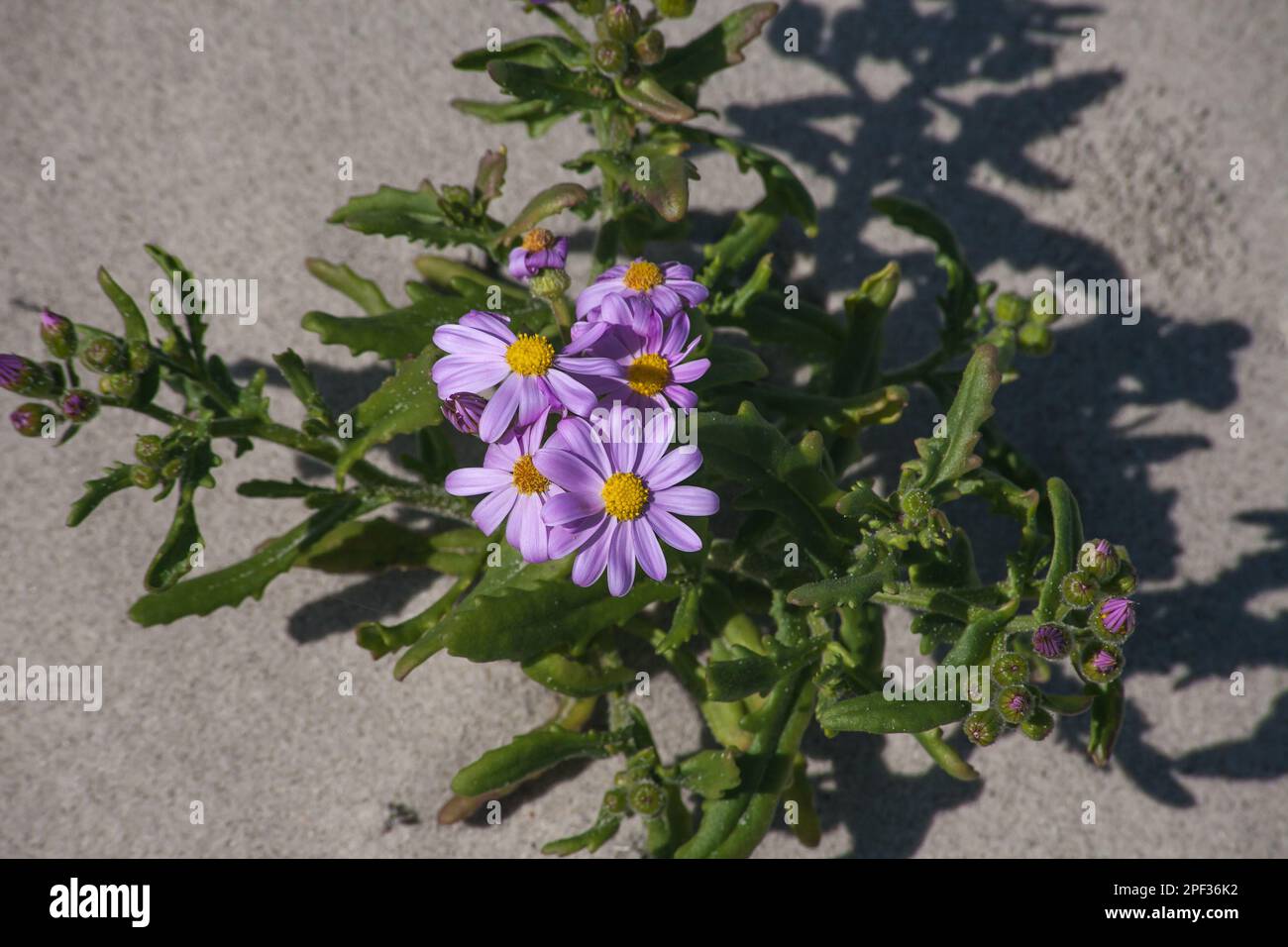 Felicia arbustiva immagini e fotografie stock ad alta risoluzione - Alamy