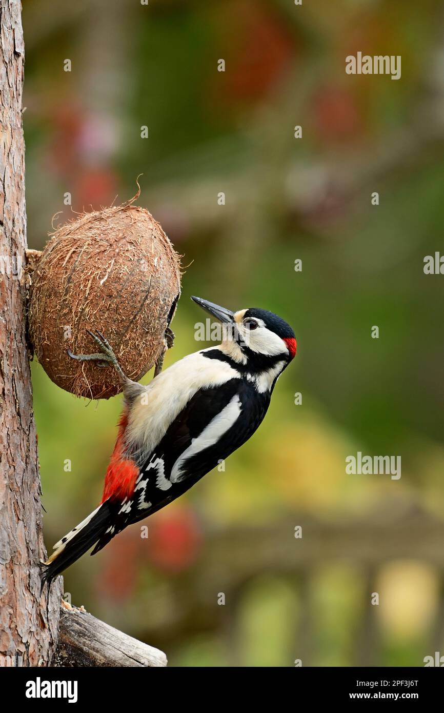 Uccelli selvatici picchio bianco e nero immagini e fotografie stock ad ...
