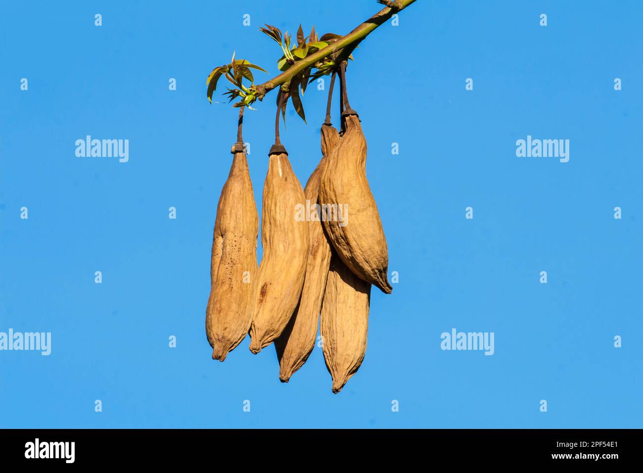 Ceiba pentandra philippine immagini e fotografie stock ad alta risoluzione - Alamy