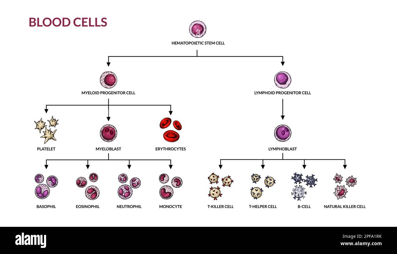 Diagramma di ematopoiesi. Tipi di cellule del sangue umano con nomi ... Diagramma di ematopoiesi. Tipi di cellule del sangue umano con nomi ...