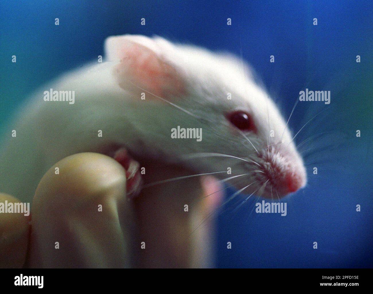 A mouse is held by a scientist at the Jackson Laboratory in Bar Harbor ...