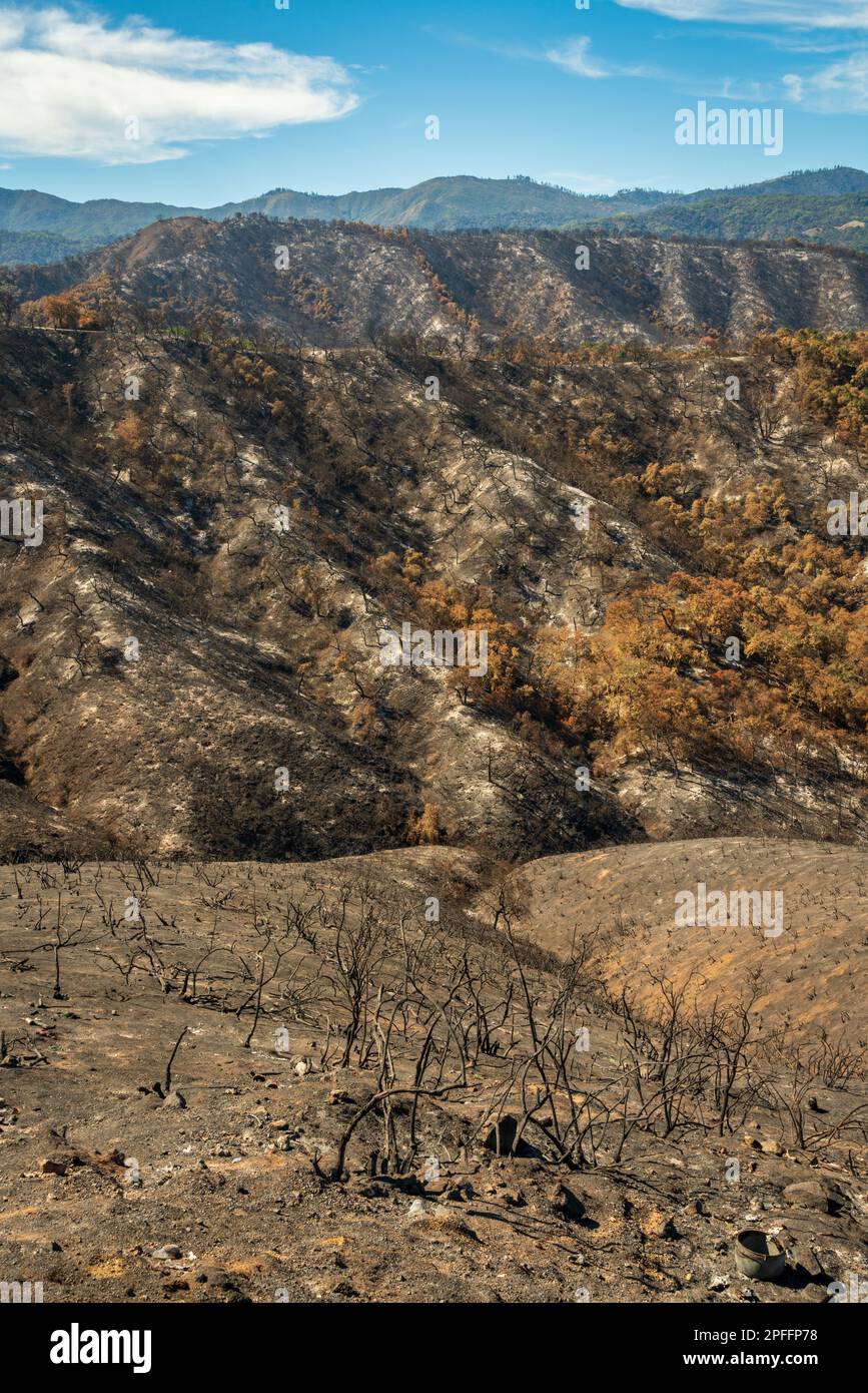Foresta nazionale di las padres immagini e fotografie stock ad alta ...