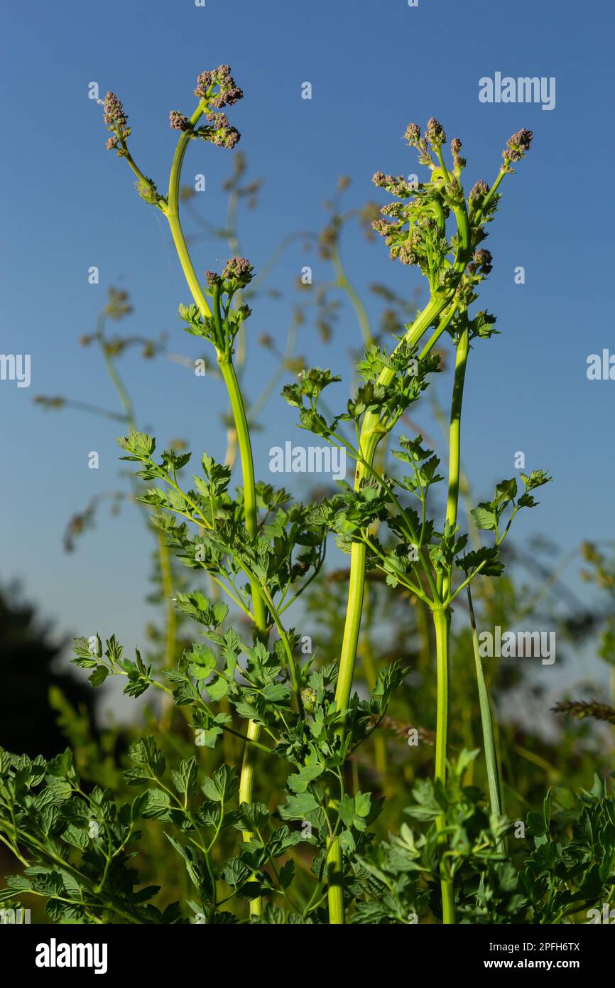 Blüte auf hohen immagini e fotografie stock ad alta risoluzione - Alamy