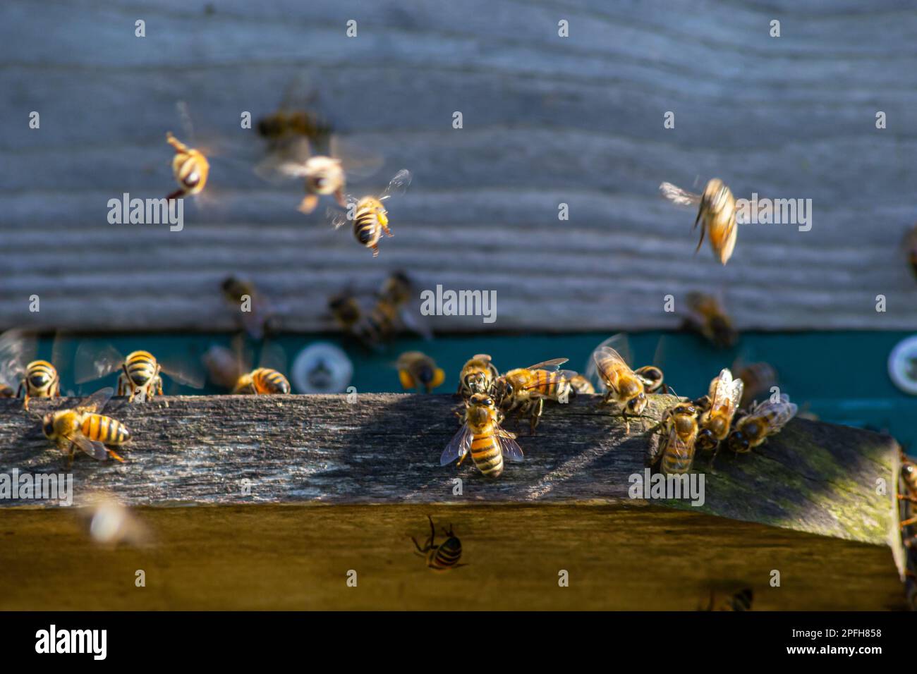 Primo piano delle api volanti. Alveare di legno e api. C'erano molte ...