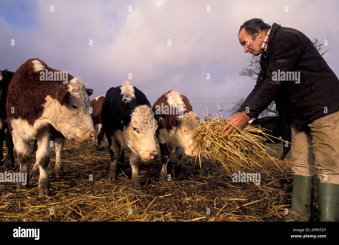 Cura di mucche e tori immagini e fotografie stock ad alta risoluzione ...