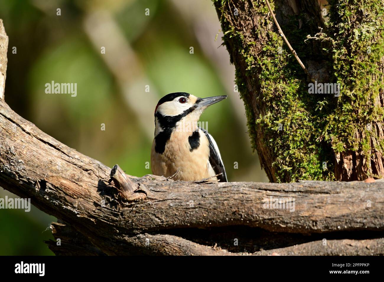 Uccelli selvatici picchio bianco e nero immagini e fotografie stock ad ...