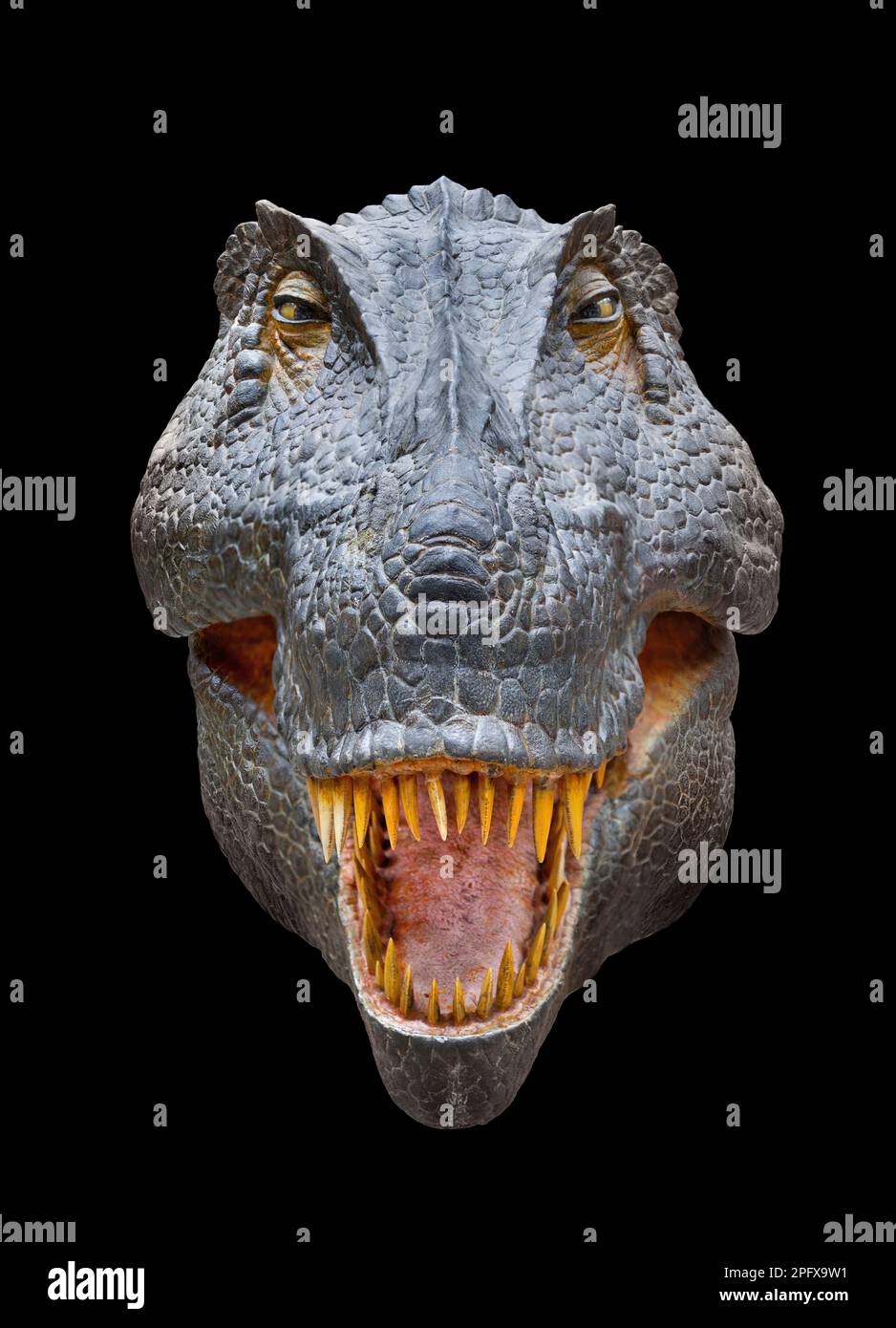 T rex tyrannosaurus rex t rex reconstruction immagini e fotografie ...