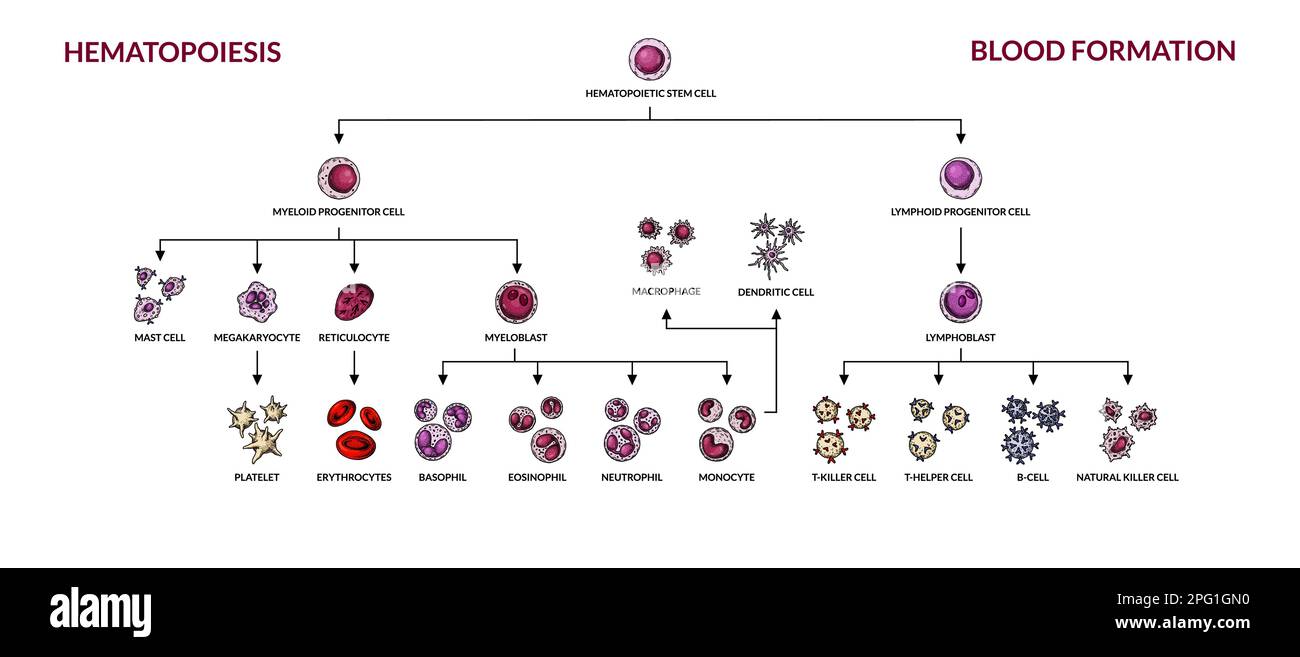 Diagramma di ematopoiesi. Tipi di cellule del sangue umano con nomi ... Diagramma di ematopoiesi. Tipi di cellule del sangue umano con nomi ...