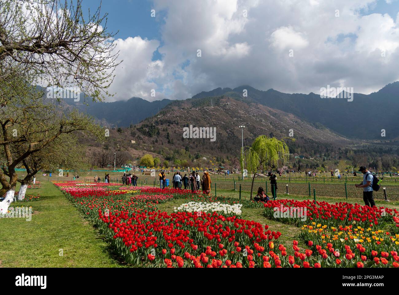 Srinagar, India. 20th Mar, 2023. I turisti passano davanti ai tulipani ...