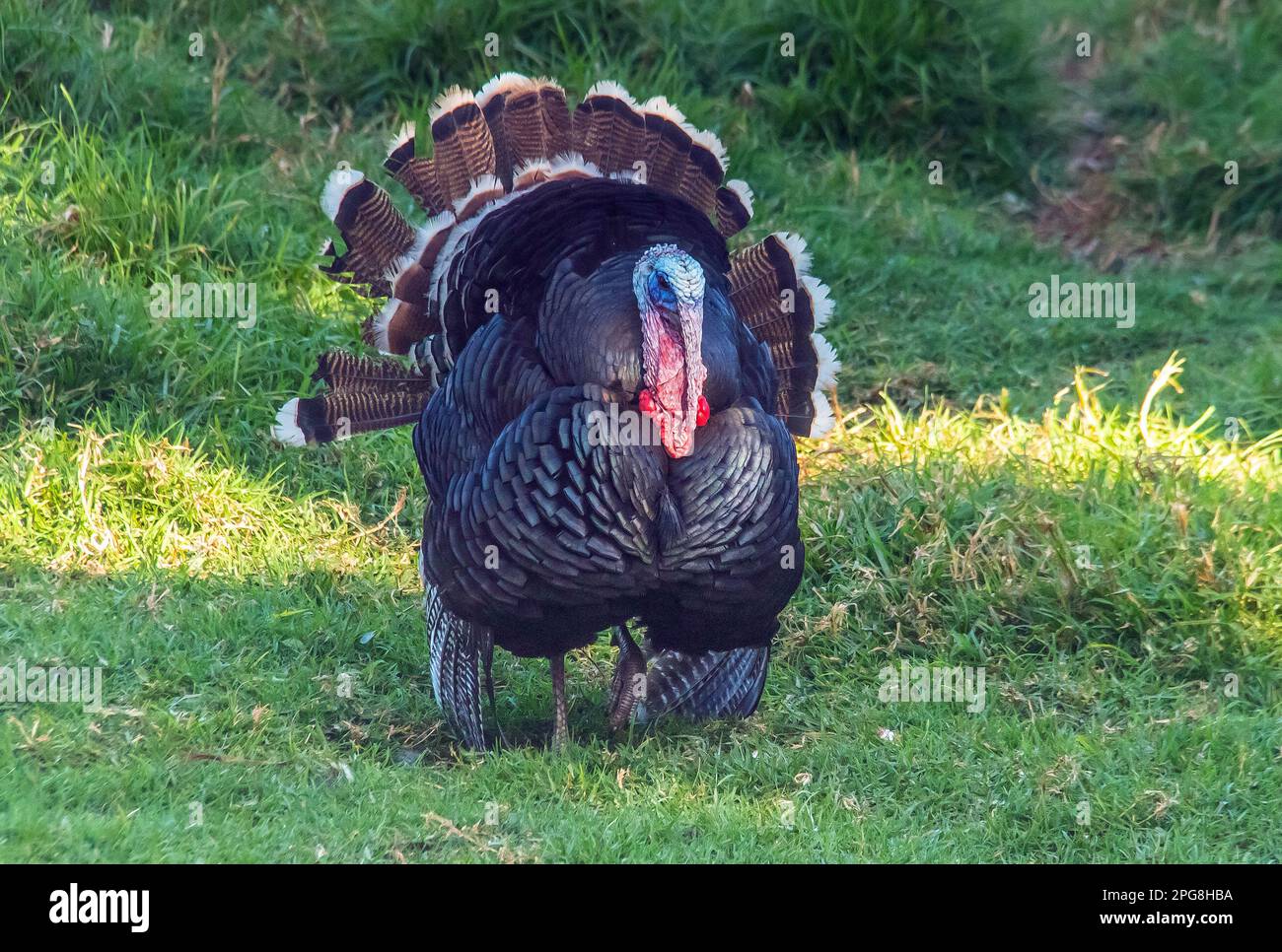 American bronze turkey immagini e fotografie stock ad alta risoluzione ...