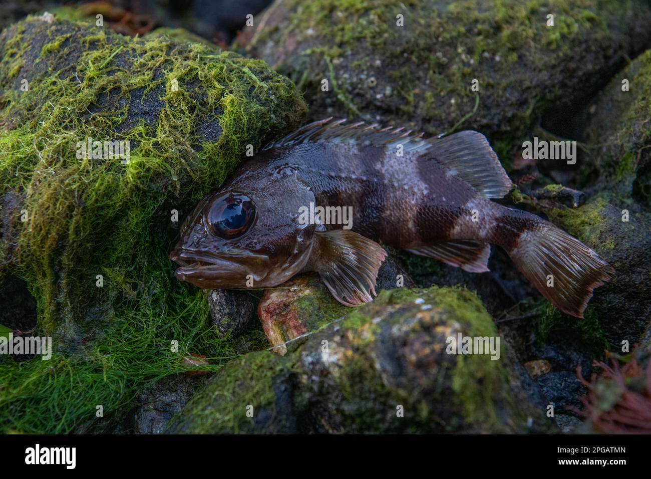 Pesce persico dell'oceano pacifico immagini e fotografie stock ad alta ...