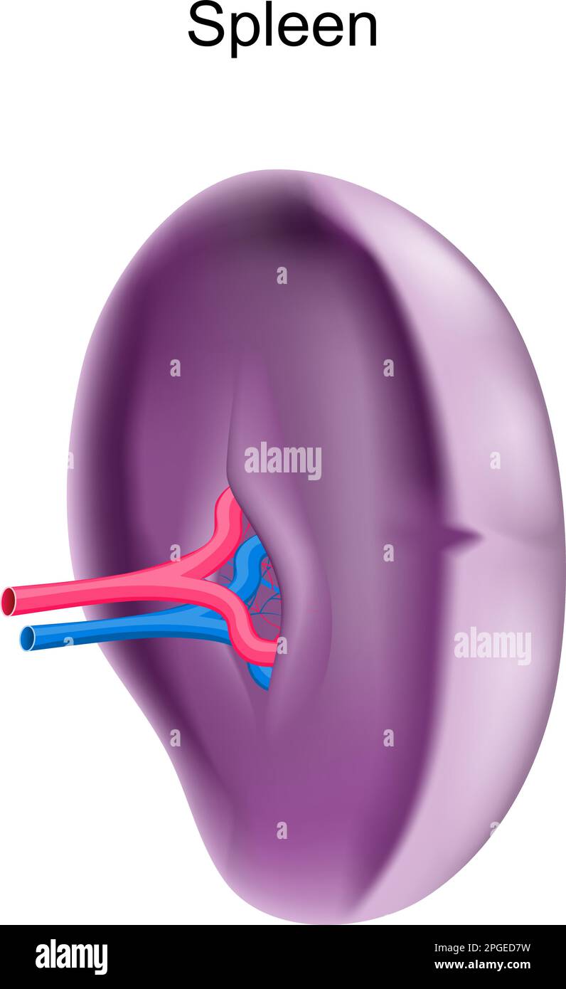 Milza. Organo interno realistico del sistema linfatico. illustrazione ...