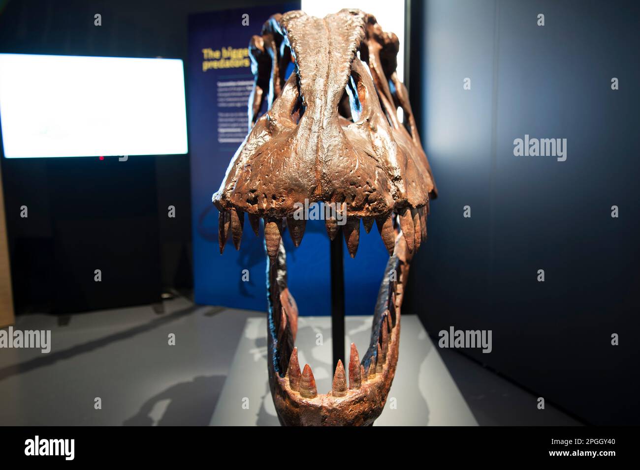 Cranio Di Giganotosaurus