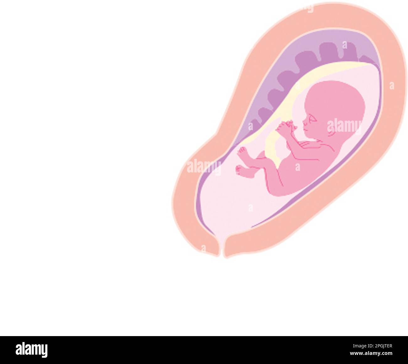 L'anatomia dell'utero gravido umano immagini e fotografie stock ad alta ...