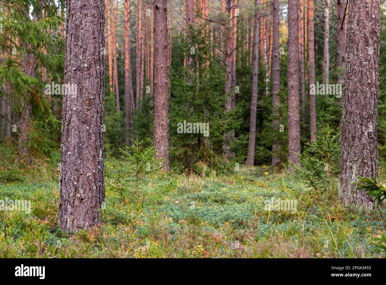Ecosistema di pineta immagini e fotografie stock ad alta risoluzione ...