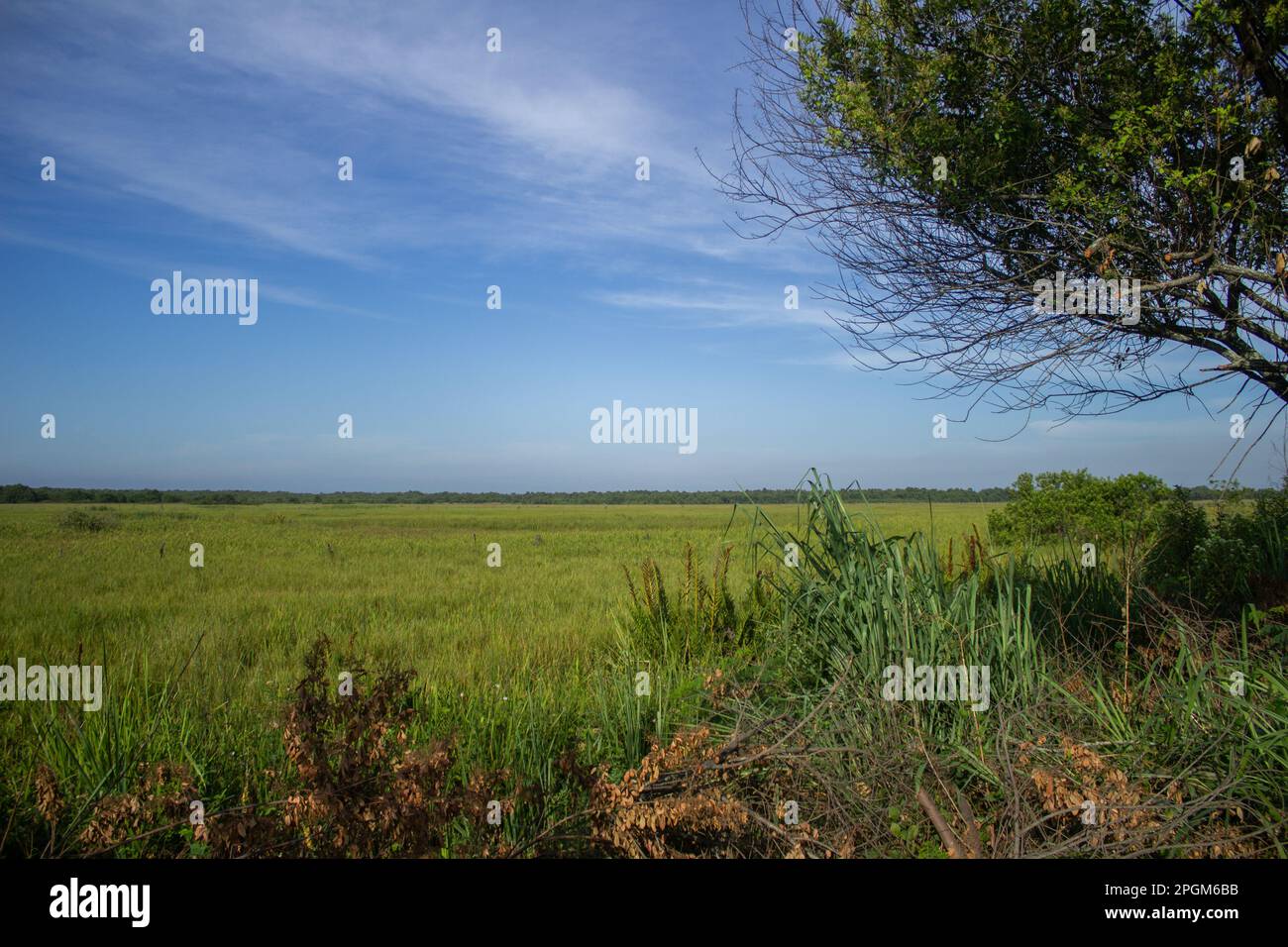 Vegetacao do cerrado immagini e fotografie stock ad alta risoluzione ...