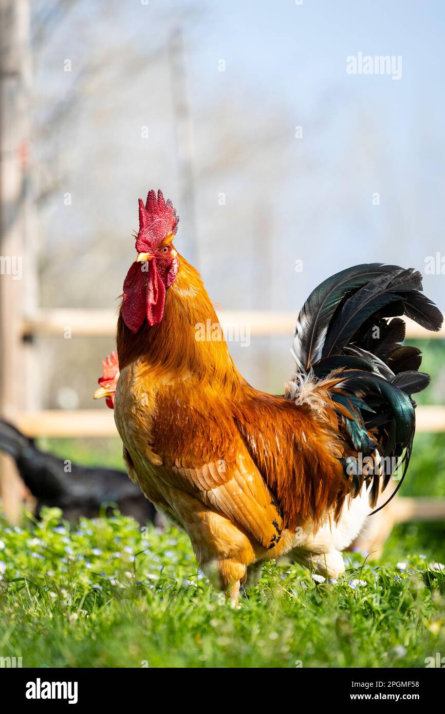 Ritratto di una magnifica razza empordanesa (gallina de raca ...