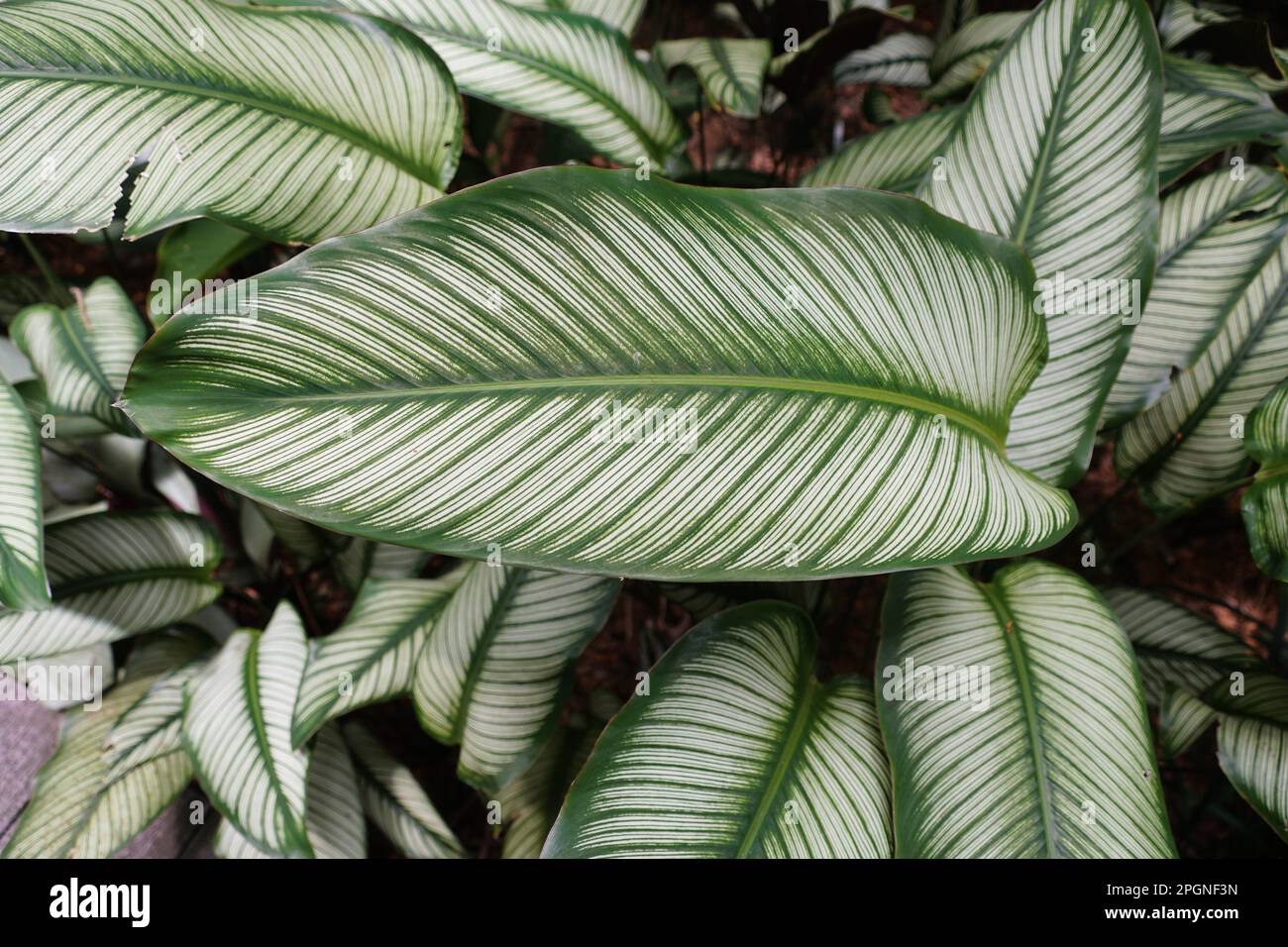 Pianta di calathea vittata immagini e fotografie stock ad alta ...