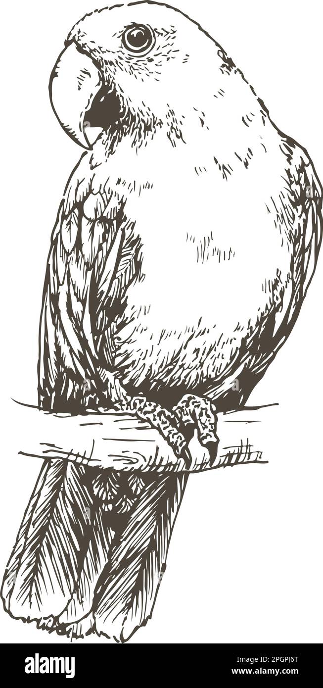 Pappagallo eclectus Immagini Vettoriali Stock - Alamy