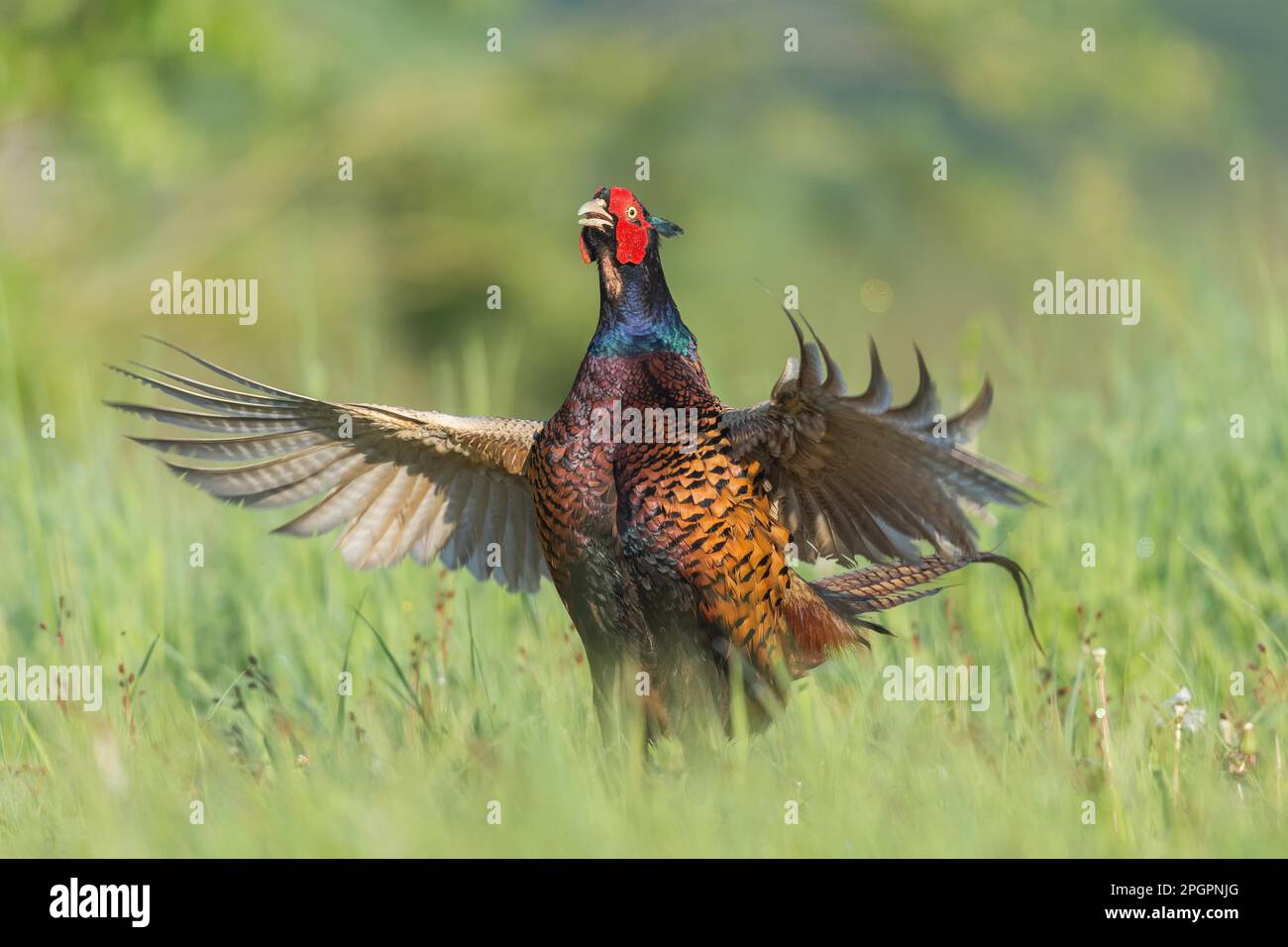 Flutter jump immagini e fotografie stock ad alta risoluzione - Alamy