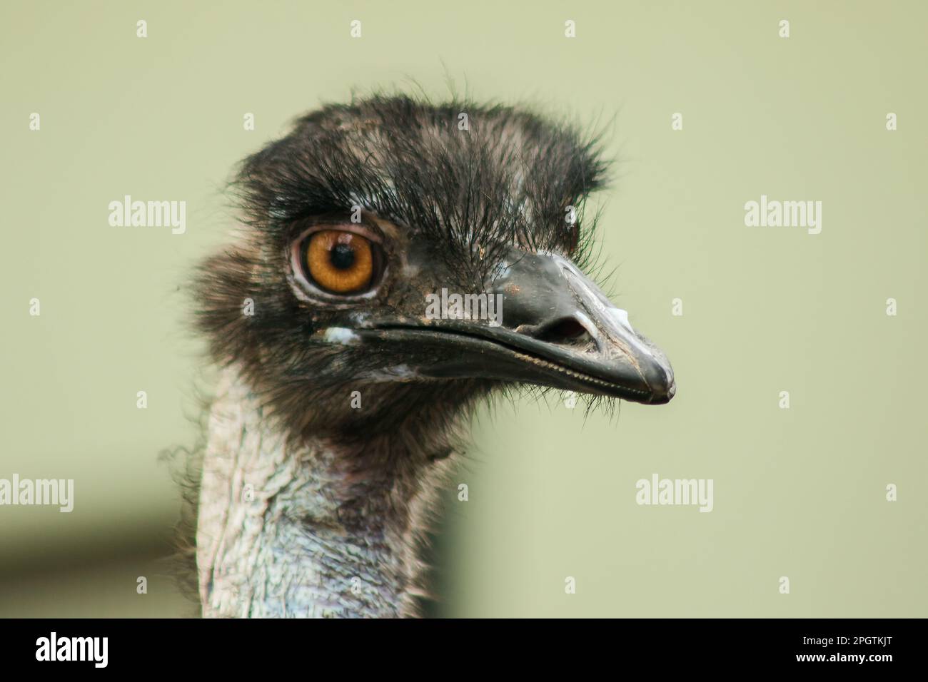La testa dello struzzo nello zoo di struzzo (Struthio camelus) è il più ...