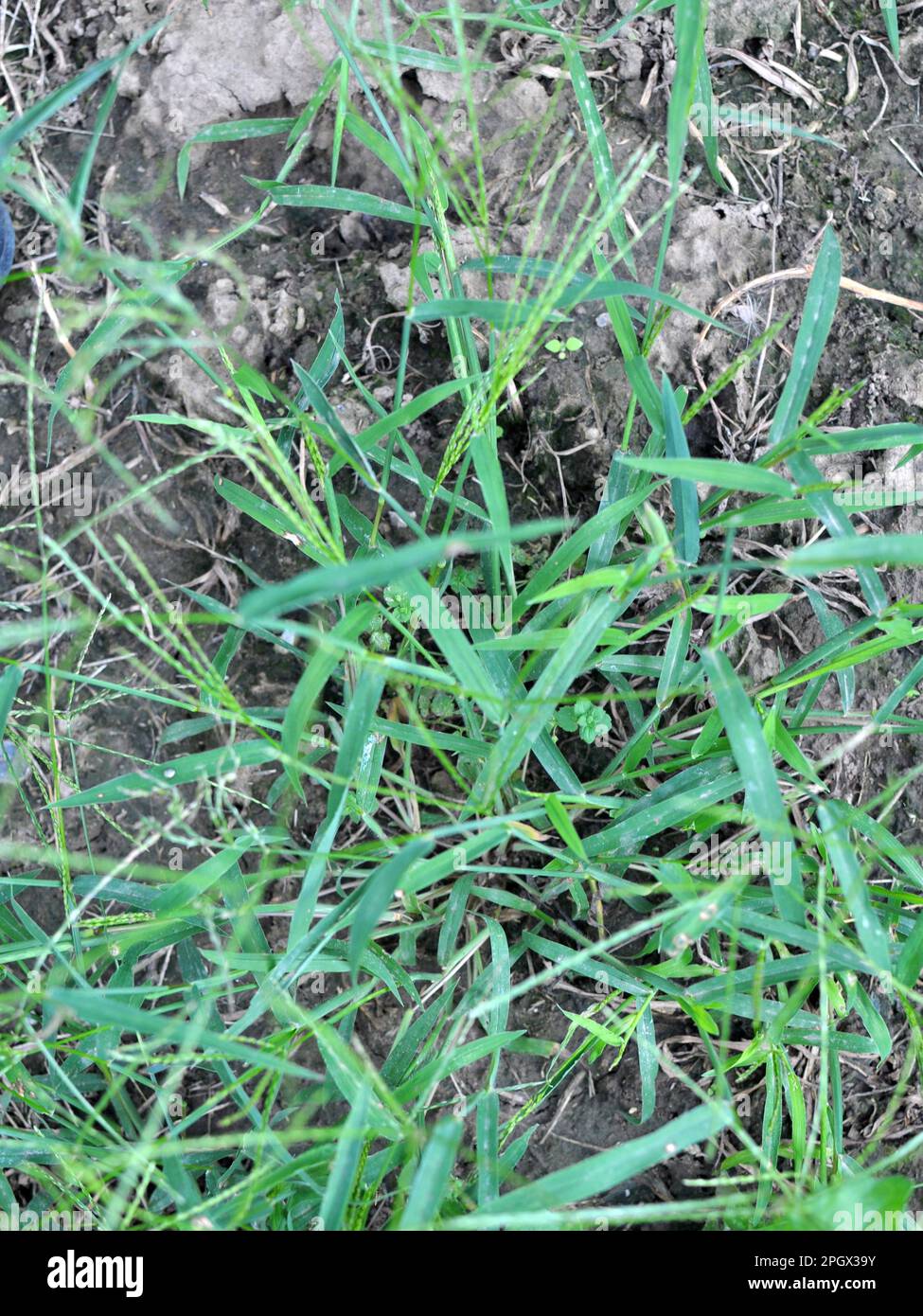 In natura, la Digitaria sanguinalis cresce nel campo come un'erbaccia ...