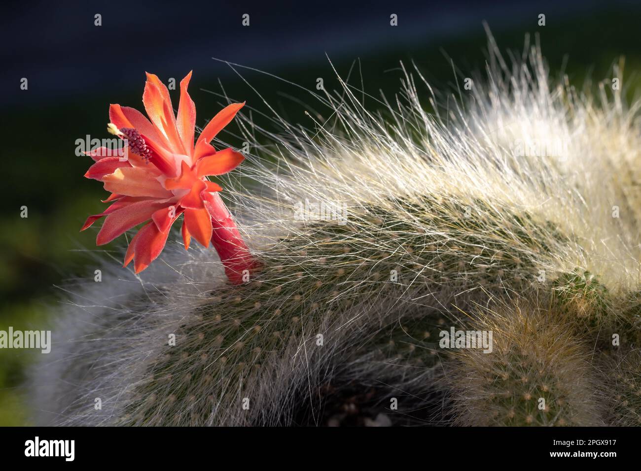 Coda di scimmia pianta immagini e fotografie stock ad alta risoluzione ...