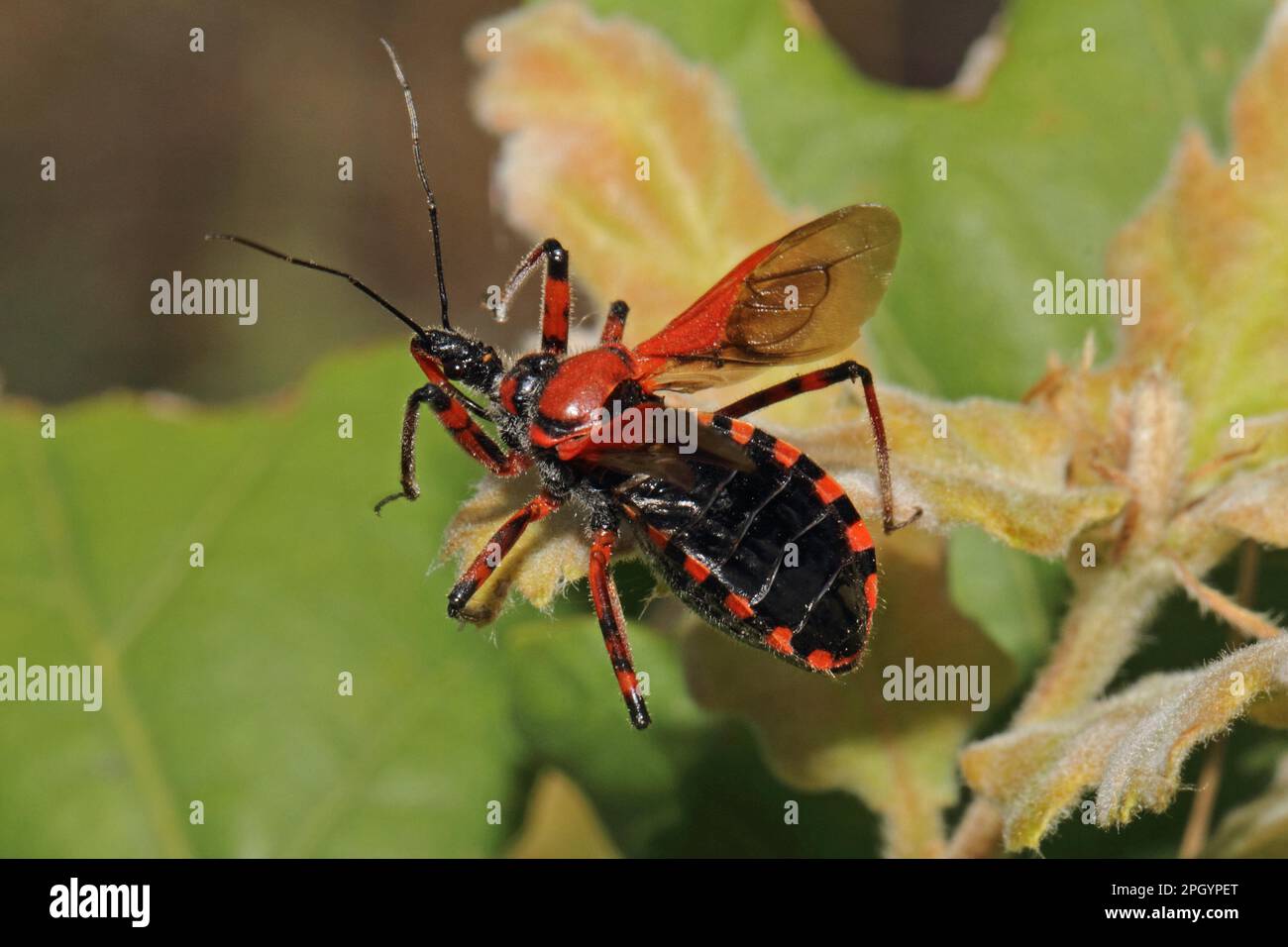 Rhynocoris iracundus immagini e fotografie stock ad alta risoluzione ...