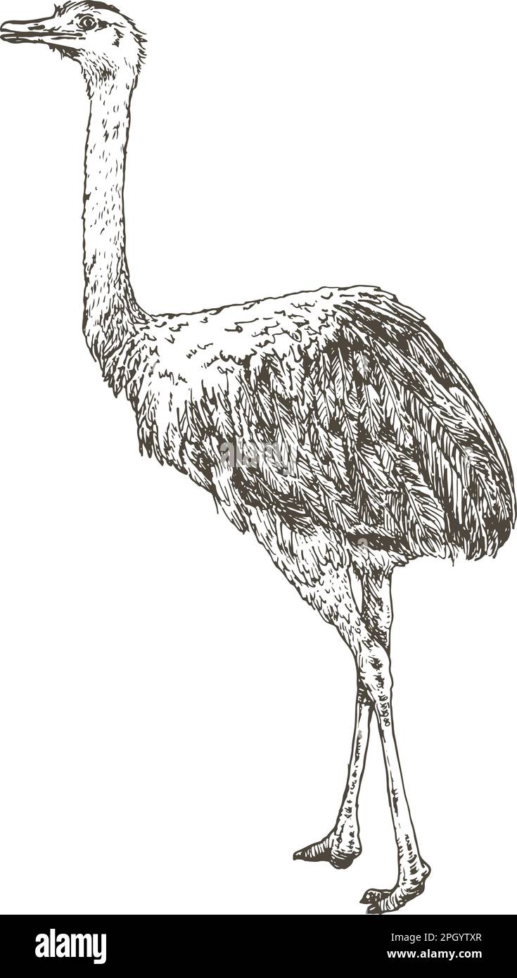Disegno di struzzo Immagini senza sfondo e Foto Stock ritagliate - Alamy