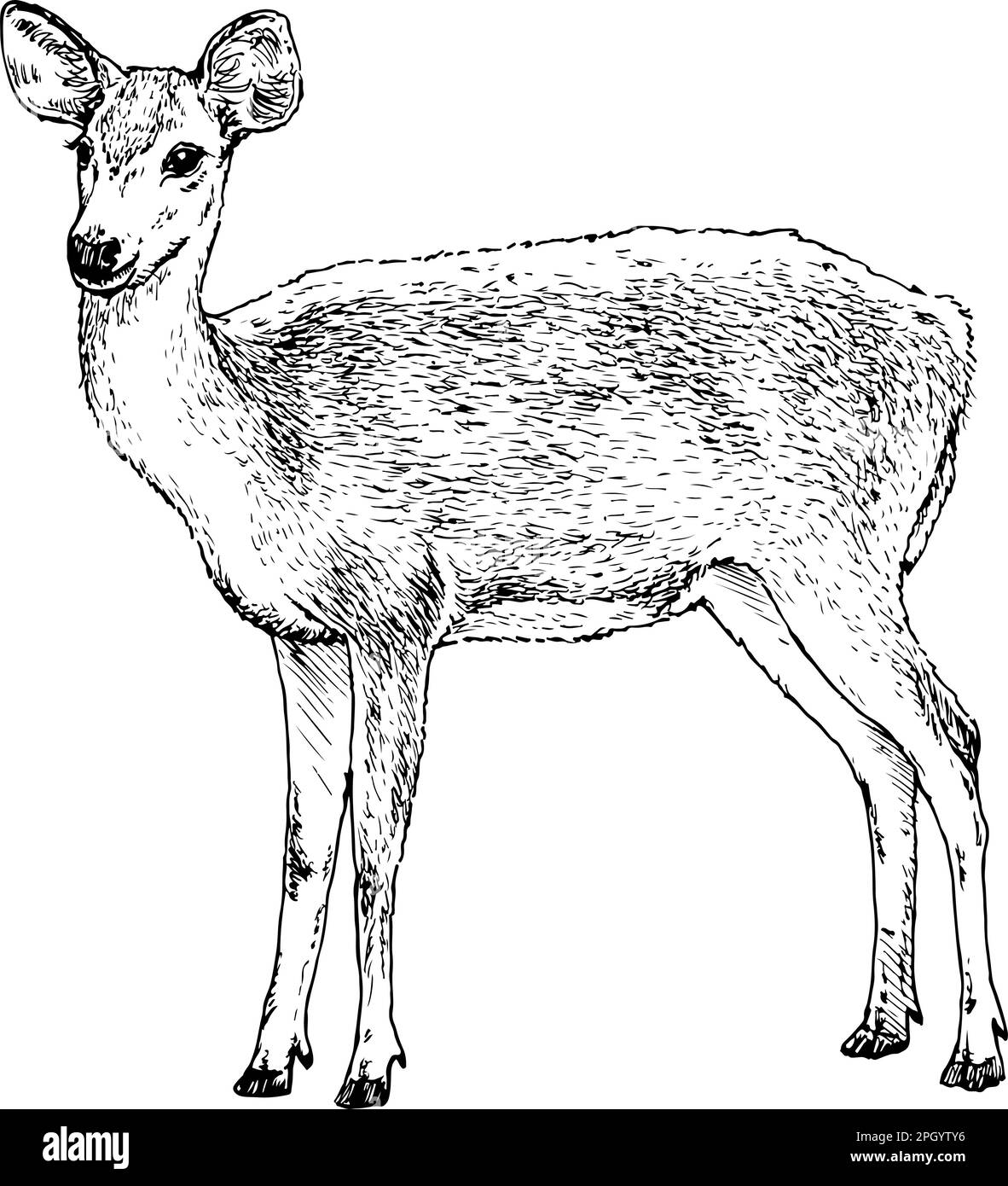 Disegno di cervo, disegno a mano, disegno vettoriale Immagine e ...