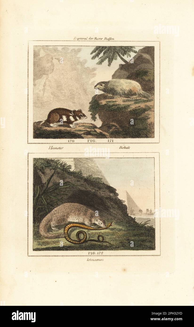 Criceto europeo criticamente minacciato, Cricetus cricetus 170 ...