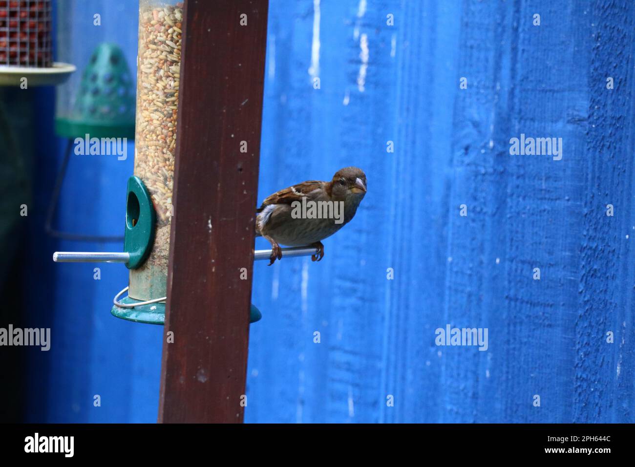 Albero passeri inghilterra immagini e fotografie stock ad alta ...