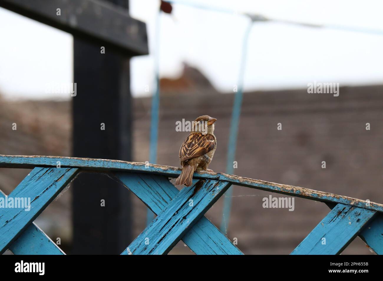 Albero passeri inghilterra immagini e fotografie stock ad alta ...