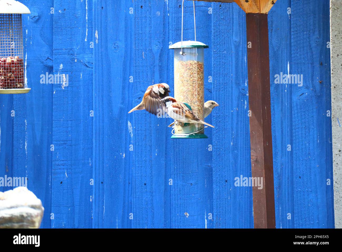 Albero passeri inghilterra immagini e fotografie stock ad alta ...