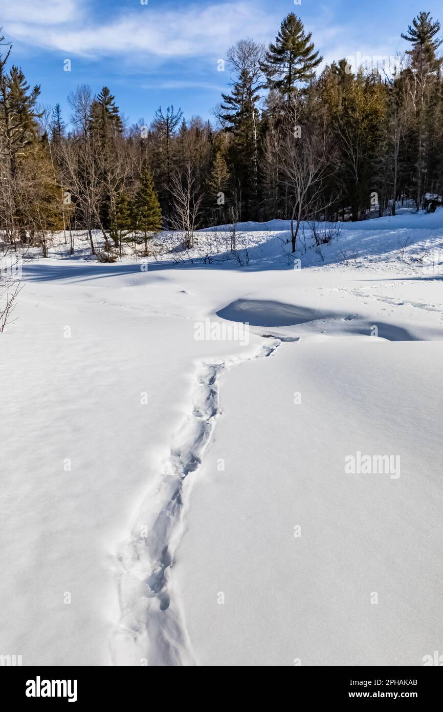 Grado peshekee immagini e fotografie stock ad alta risoluzione - Alamy