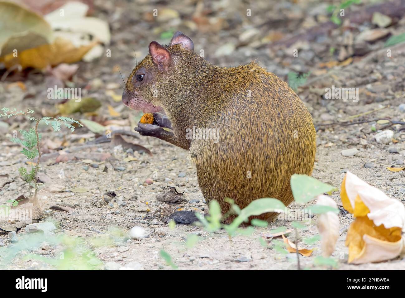 Isola di Roatan agouti, Dasyprocta ruatanica, alimentazione singola per ...