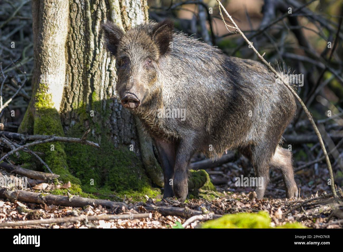 Mamma cinghiale immagini e fotografie stock ad alta risoluzione - Alamy