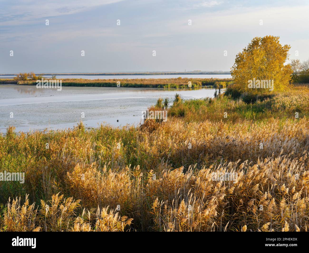 Hortobagy halasto immagini e fotografie stock ad alta risoluzione - Alamy