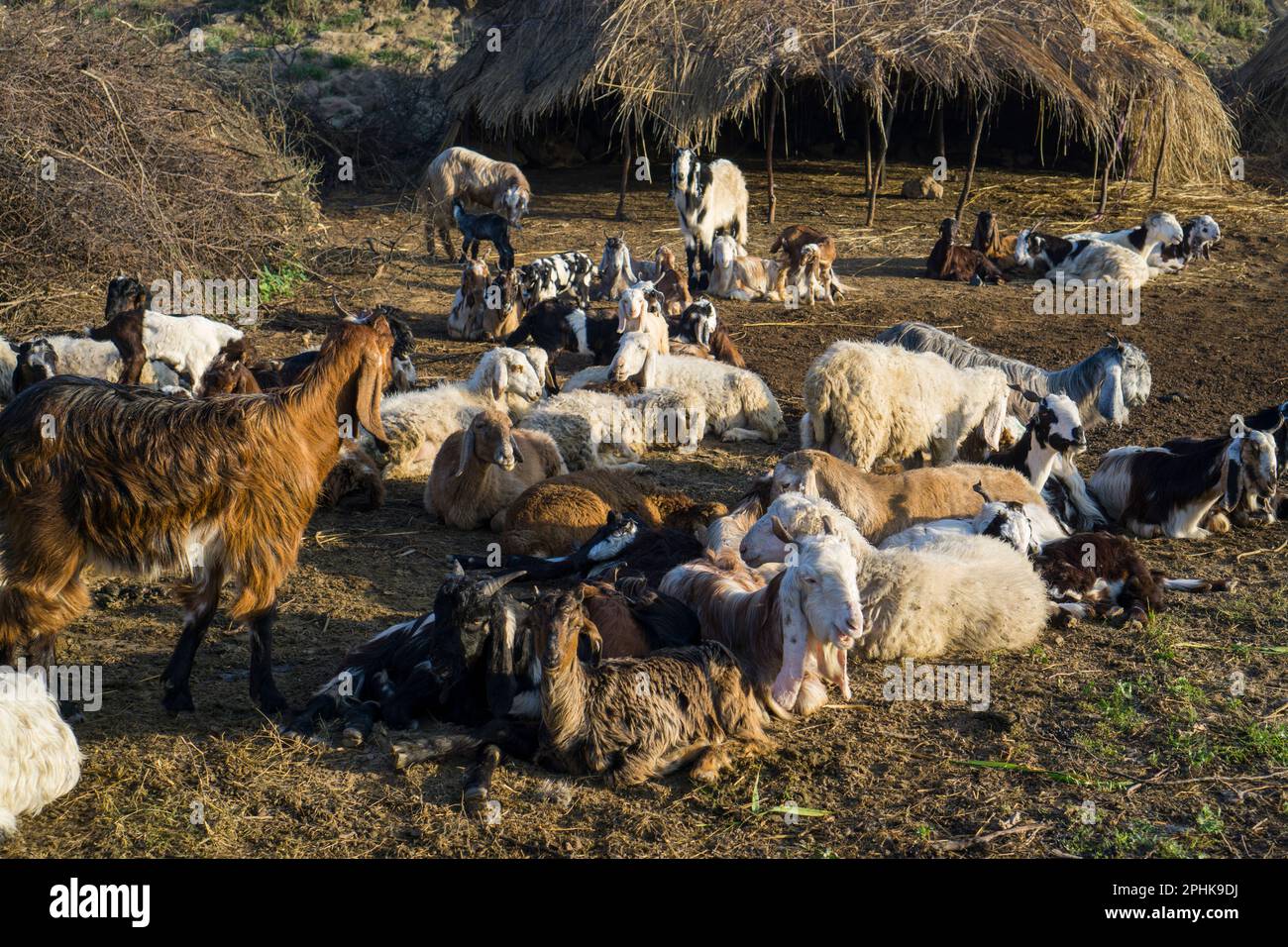 Sheep livestock pakistan immagini e fotografie stock ad alta ...
