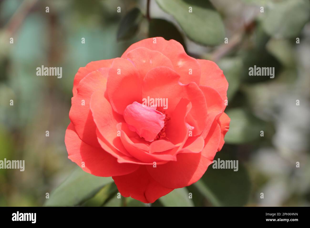 China rose flower immagini e fotografie stock ad alta risoluzione - Alamy