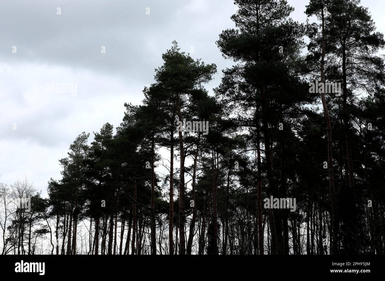Silhouettes pine trees on background immagini e fotografie stock ad ...
