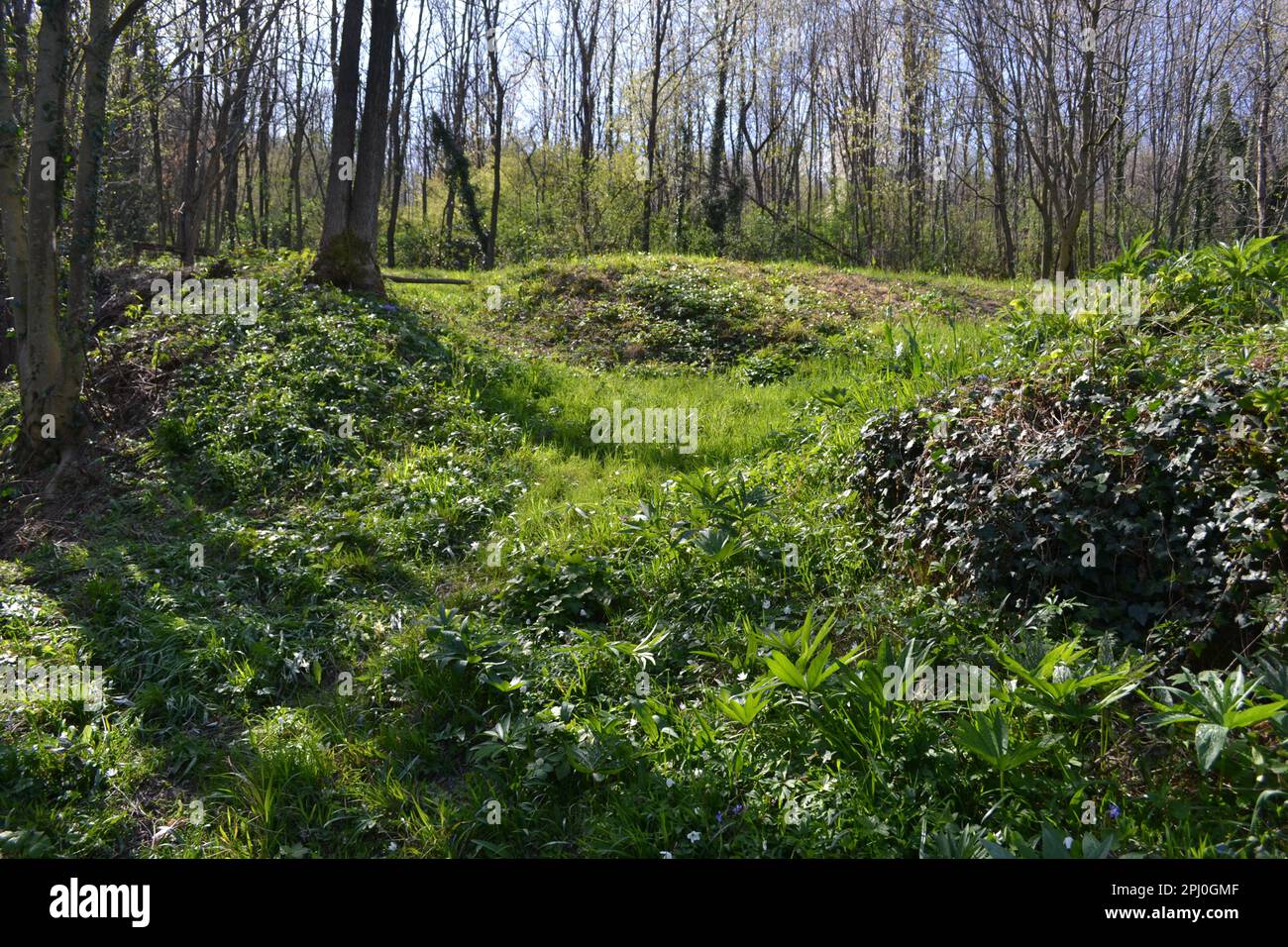 Bellissimo paesaggio forestale di boschi retrostanti in primavera sotto ...