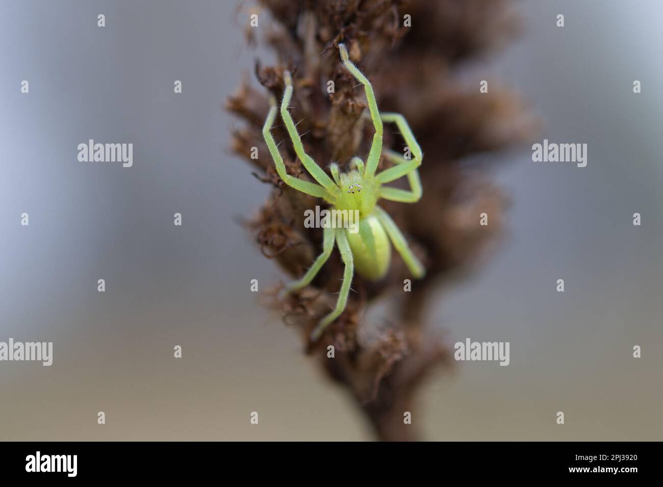 Green huntsman spider immagini e fotografie stock ad alta risoluzione ...