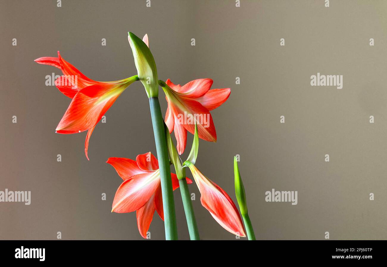 Königliche lilie immagini e fotografie stock ad alta risoluzione - Alamy